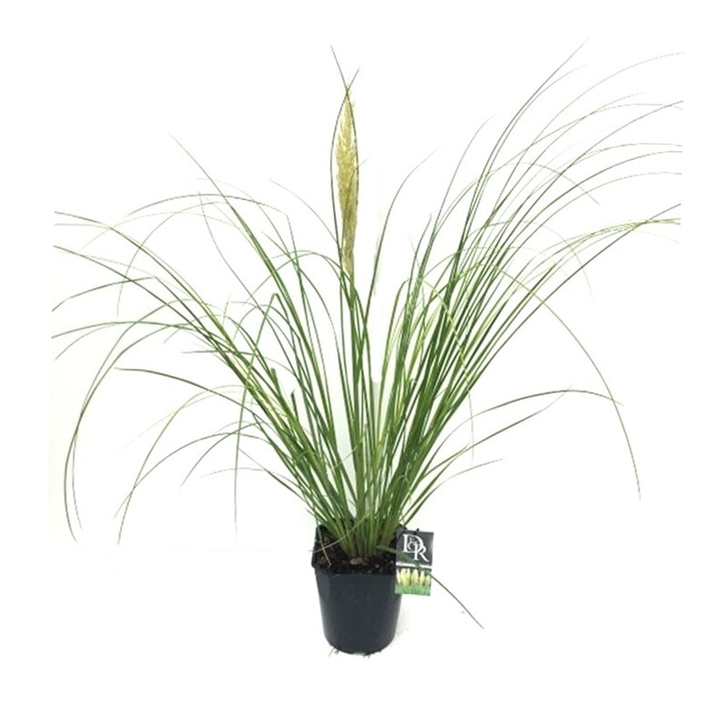 Iarba De Pampas (Cortaderia selloana) 2l - eMAG.ro