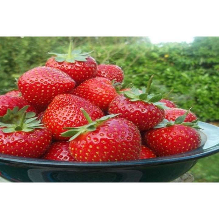 Arbusti Stoloni capsuni MURANO Remontant, 20 buc - eMAG.ro