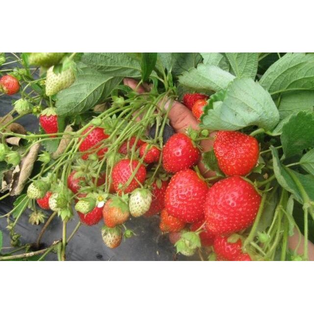 Arbusti Stoloni capsuni MURANO Remontant, 20 buc - eMAG.ro