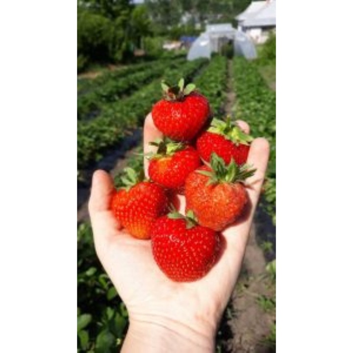 Arbusti Stoloni capsuni RUMBA-Frigo- Unifer, 50 buc - eMAG.ro