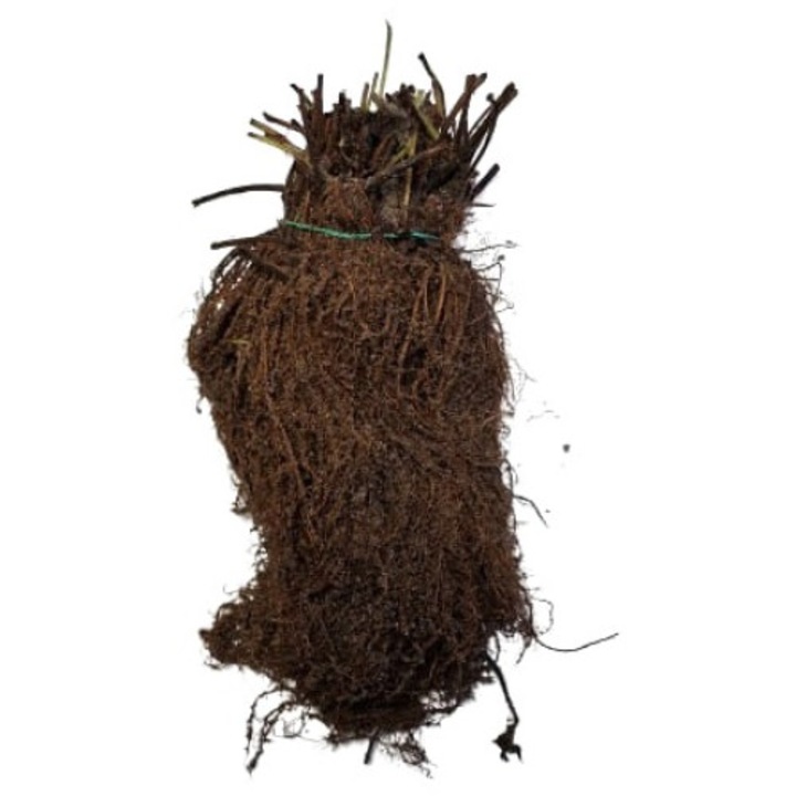 Arbusti Stoloni capsuni VIVARA Remontant, 20 buc - eMAG.ro