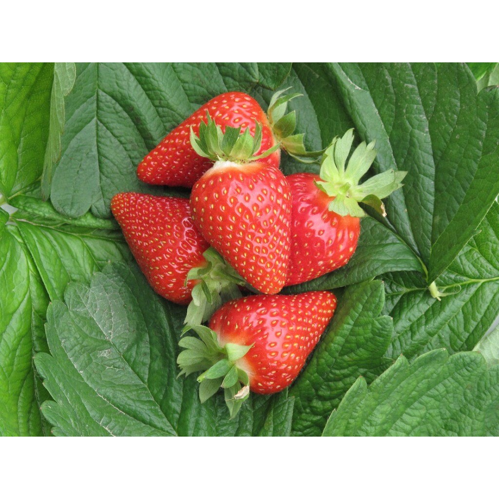 Arbusti Stoloni capsuni MURANO Remontant, 20 buc - eMAG.ro