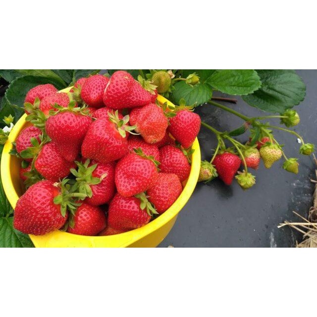 Arbusti Stoloni capsuni VIVARA Remontant, 20 buc - eMAG.ro