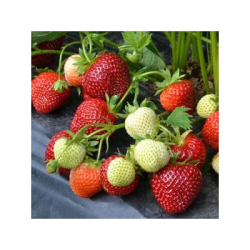 Arbusti Stoloni capsuni VIVARA Remontant, 20 buc - eMAG.ro