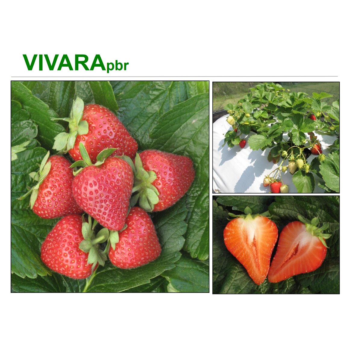 Arbusti Stoloni capsuni VIVARA Remontant, 20 buc - eMAG.ro