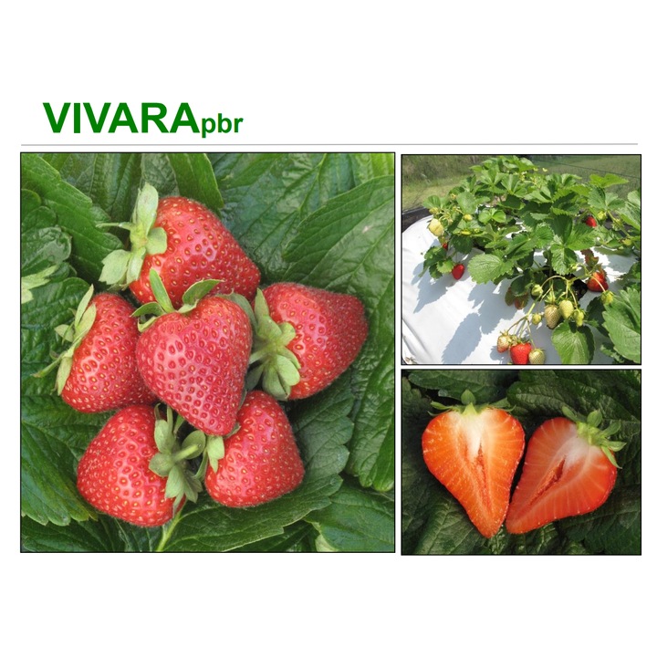 Arbusti Stoloni capsuni VIVARA Remontant, 60 buc - eMAG.ro