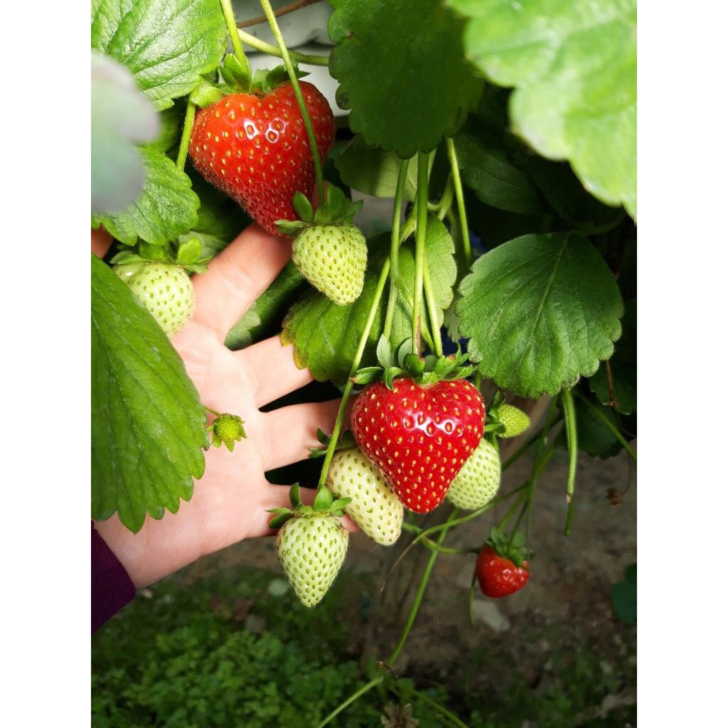 Capsuni Amandine Remontant, 40 buc - eMAG.ro