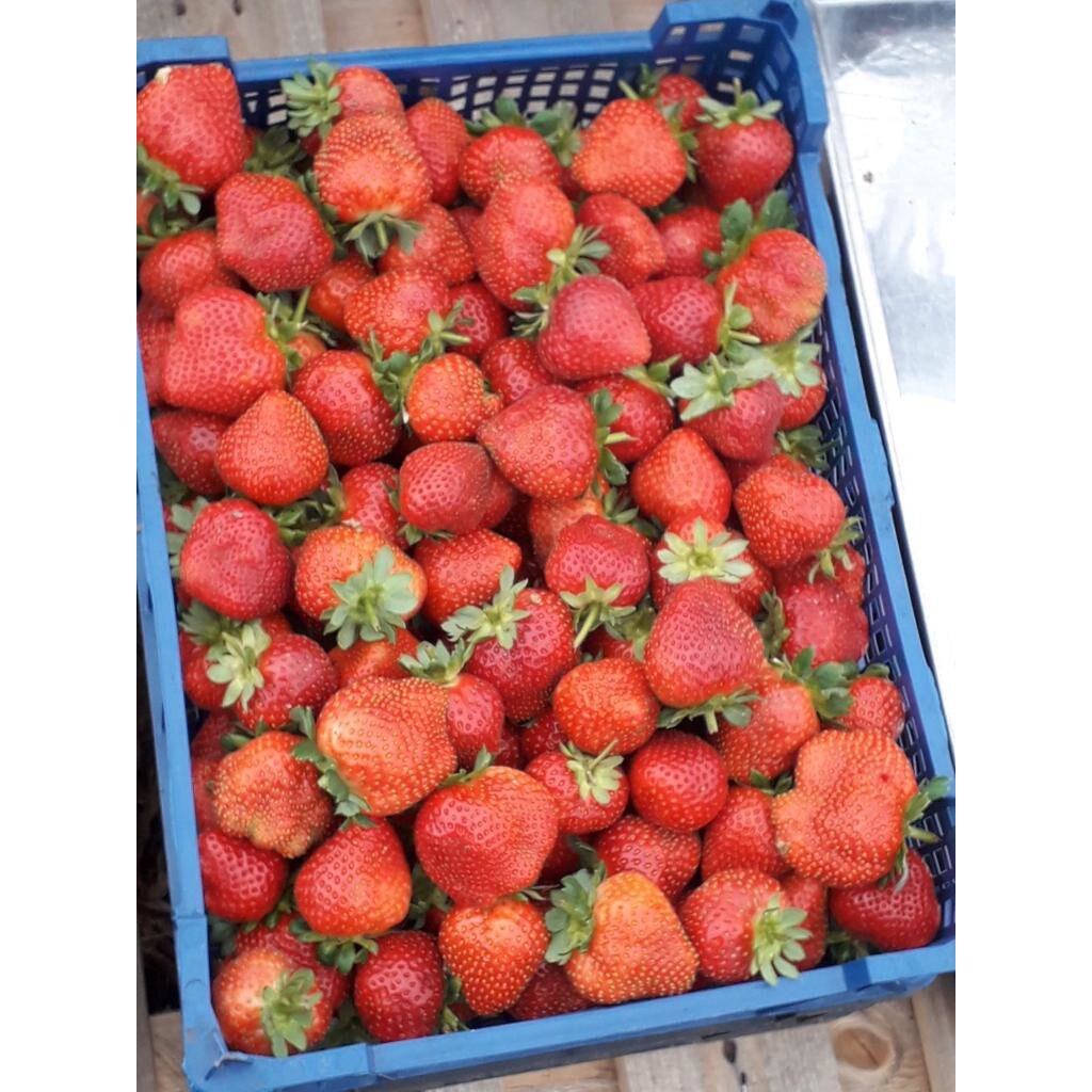 Plante capsuni Amandine Remontant, 80 buc - eMAG.ro