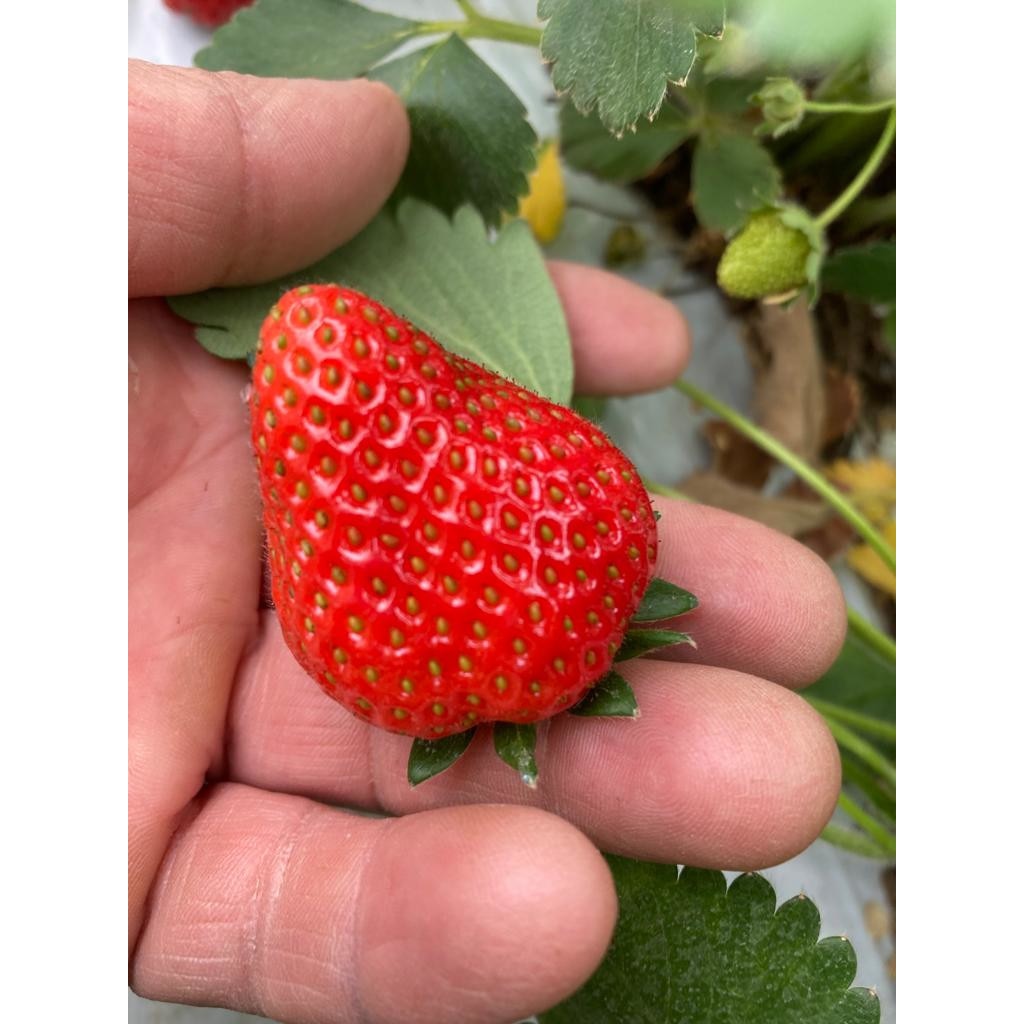 Plante capsuni Amandine Remontant, 80 buc - eMAG.ro