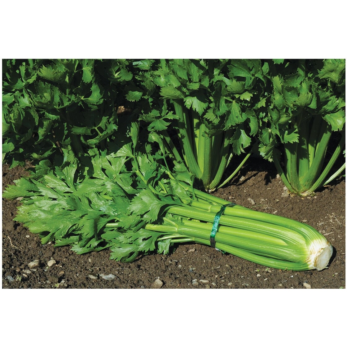 Seminte de telina pentru frunze Pascal, 100 g - eMAG.ro