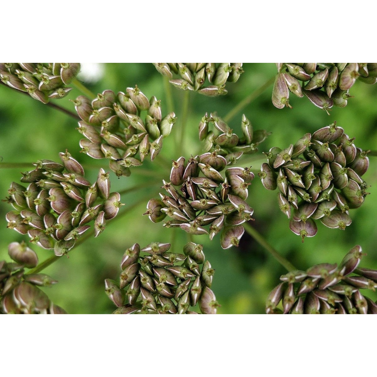 Seminte de anason, 100 g - eMAG.ro