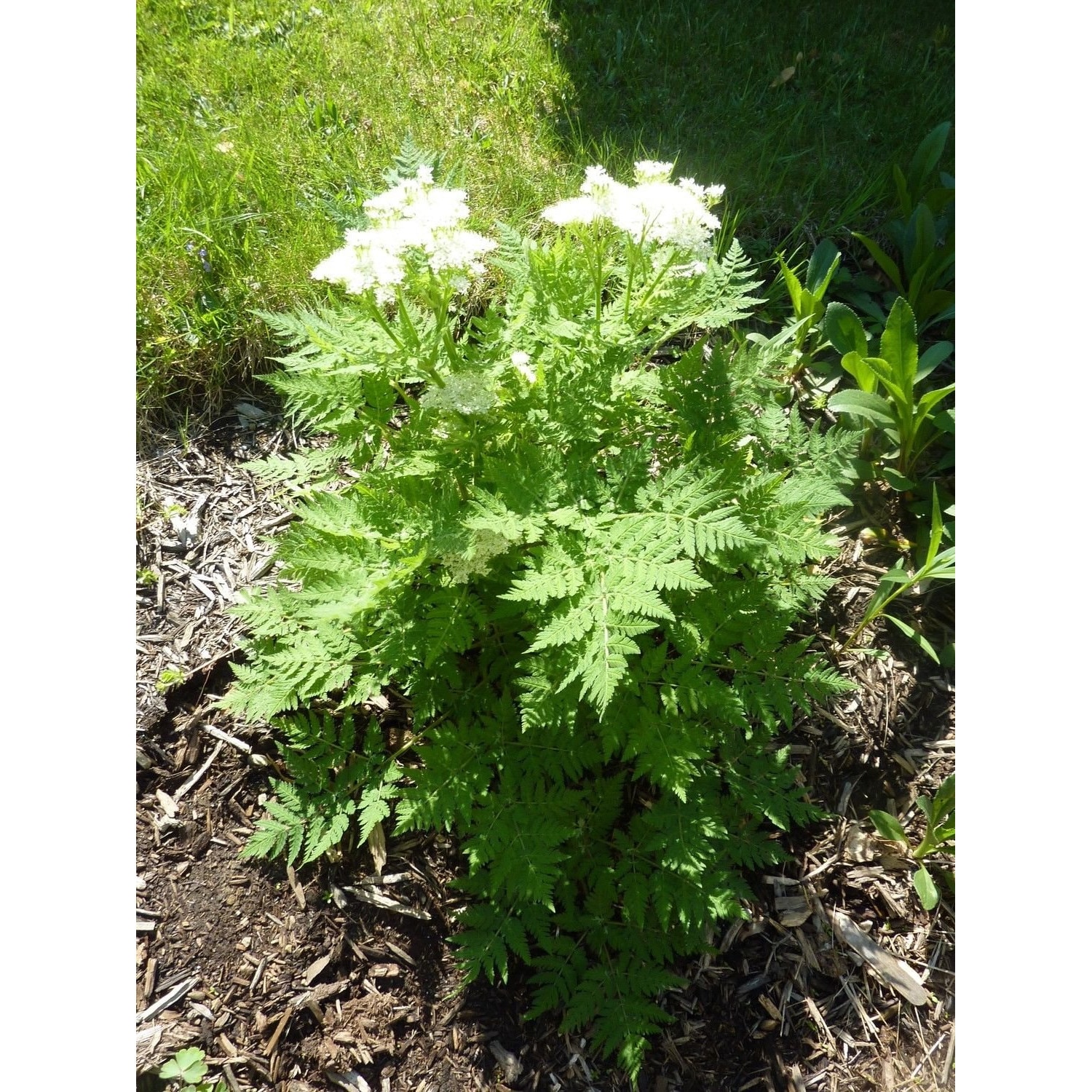 Seminte de anason, 100 g - eMAG.ro