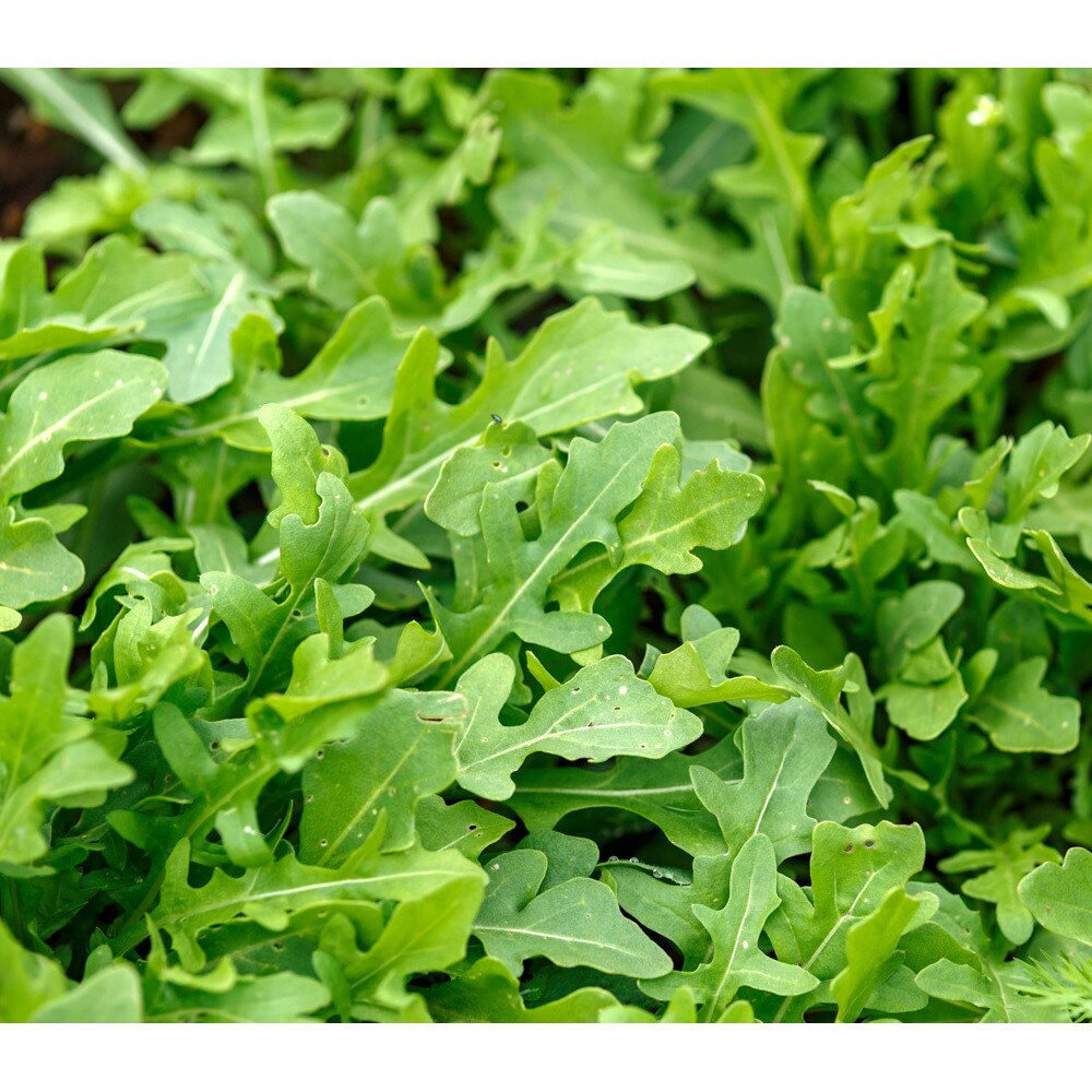 Seminte de rucola de gradina, 1 Kg - eMAG.ro