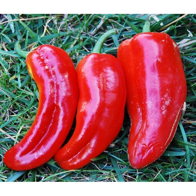 Kápia paprika vetőmag "Marconi" - piros - eMAG.hu