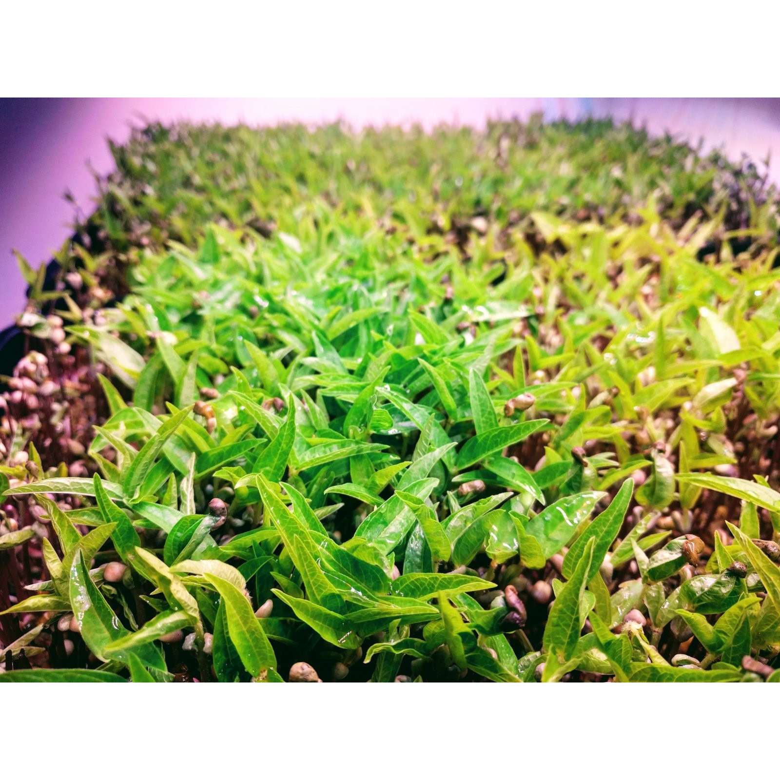 Seminte de fasole mung - pentru microplante, 100 g - eMAG.ro