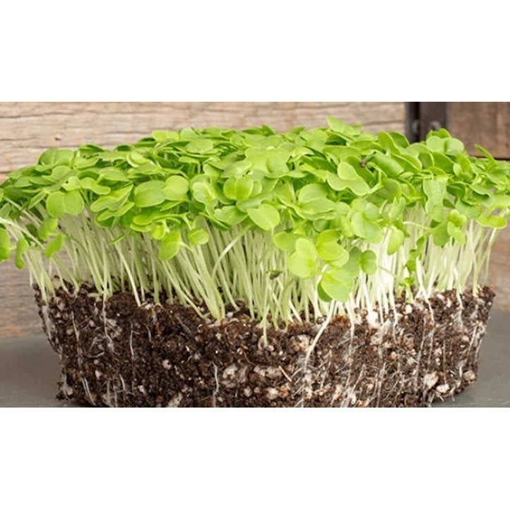 Seminte de mustar alb - pentru microplante, 100 g - eMAG.ro