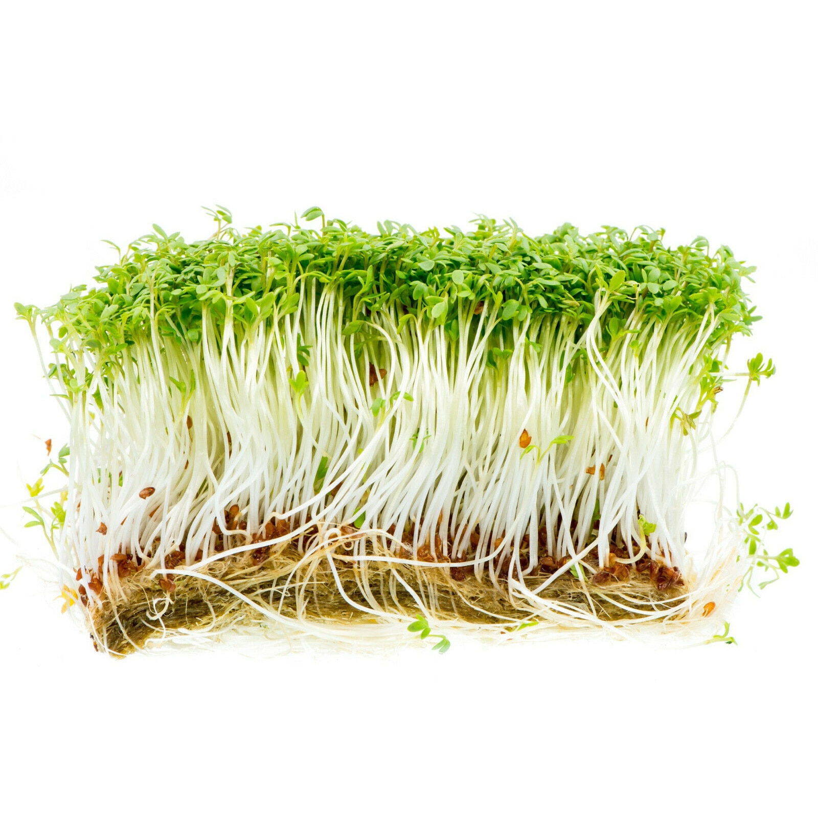 Seminte de susan salbatic - pentru microplante, 5 grame - eMAG.ro
