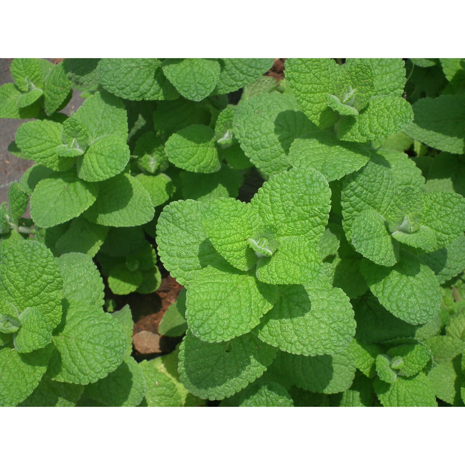 Seminte ecologice de menta egipteana, 0.5 grame - eMAG.ro