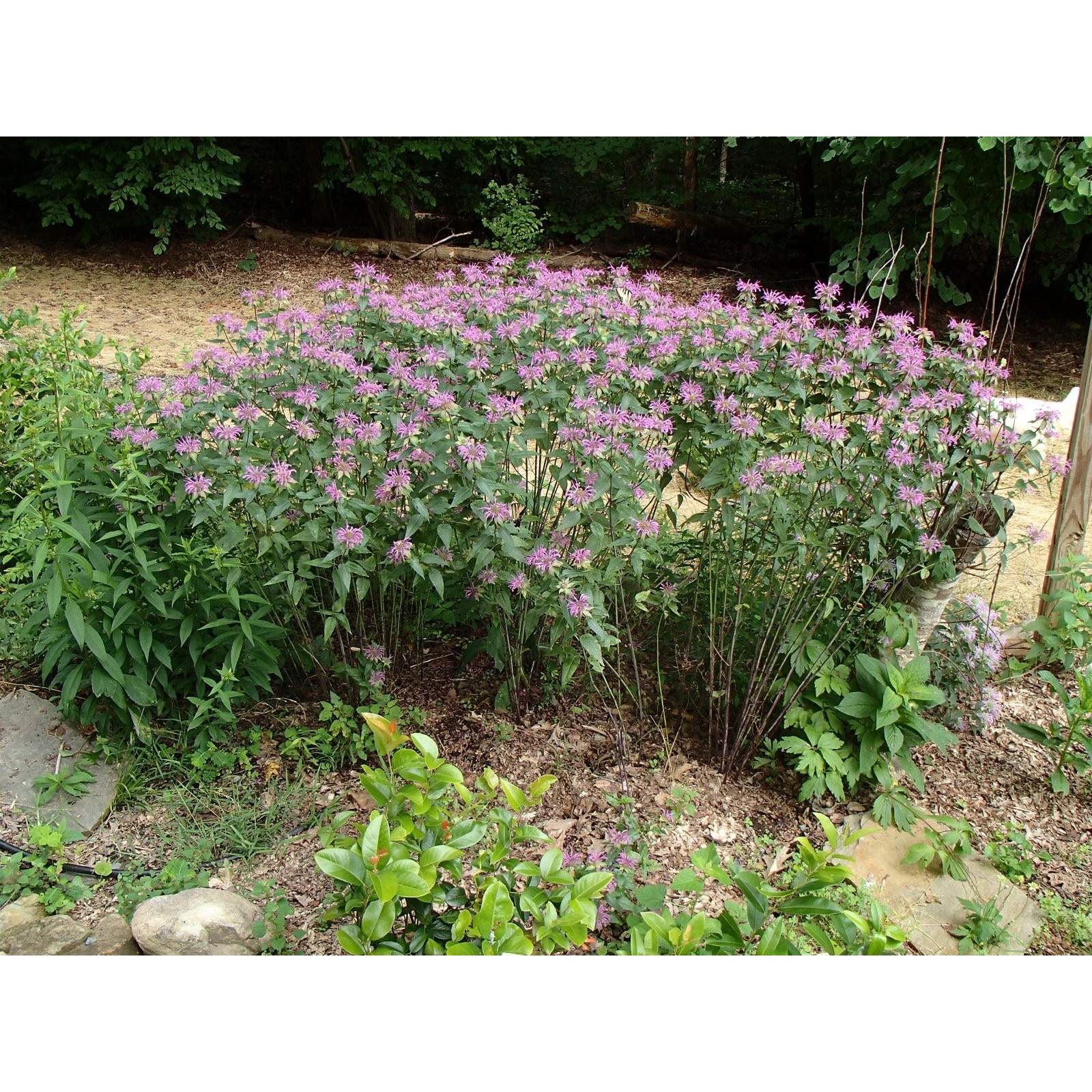 Seminte de bergamot salbatic, 2.5 grame - eMAG.ro