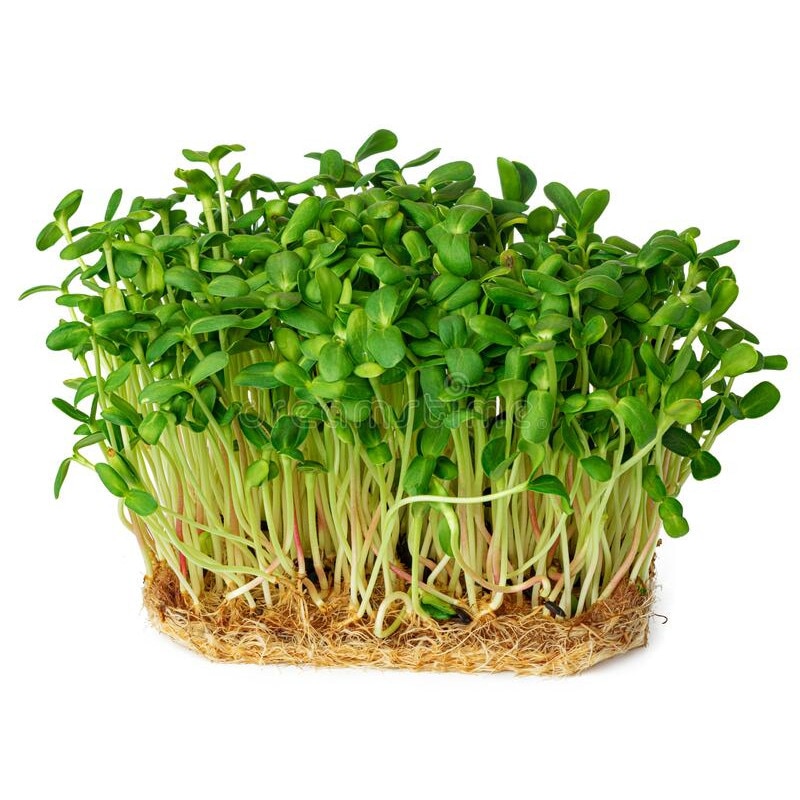 Seminte de limba mielului - pentru microplante, 100 grame - eMAG.ro
