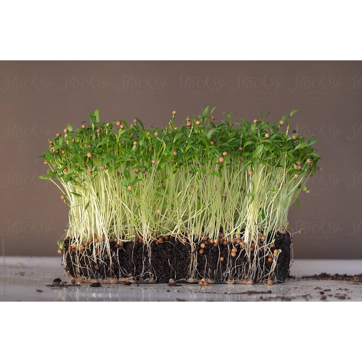 Seminte de coriandru - pentru microplante, 100 grame - eMAG.ro
