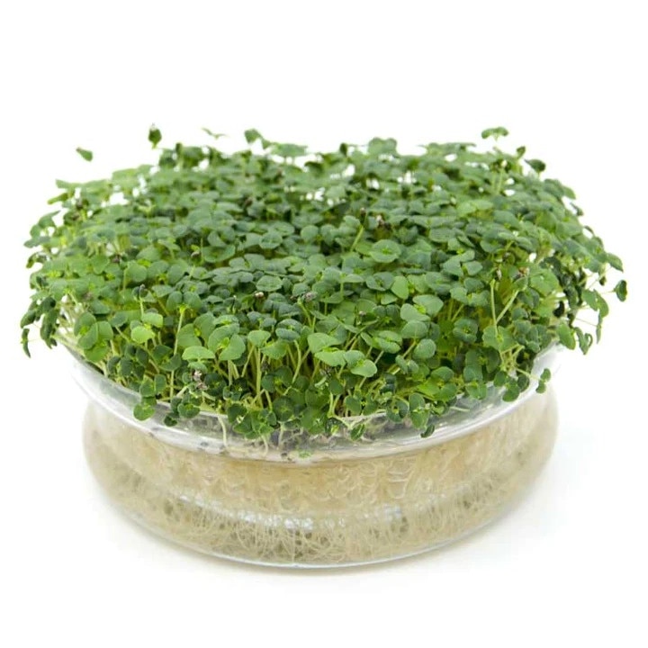 Seminte de chia - pentru microplante - eMAG.ro