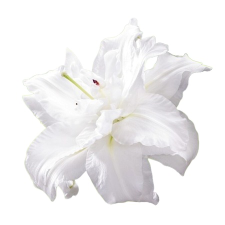 Bulb Crin Lotus Beauty marime 16/18- 1 bucata - eMAG.ro