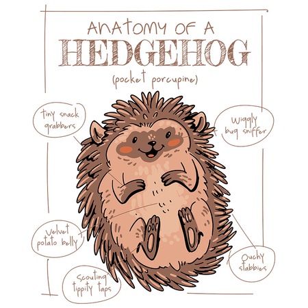 Sticker Cu mesaj Amuzant In Engleza Anatomy Of A Hedgehog, Arici, Ace ...