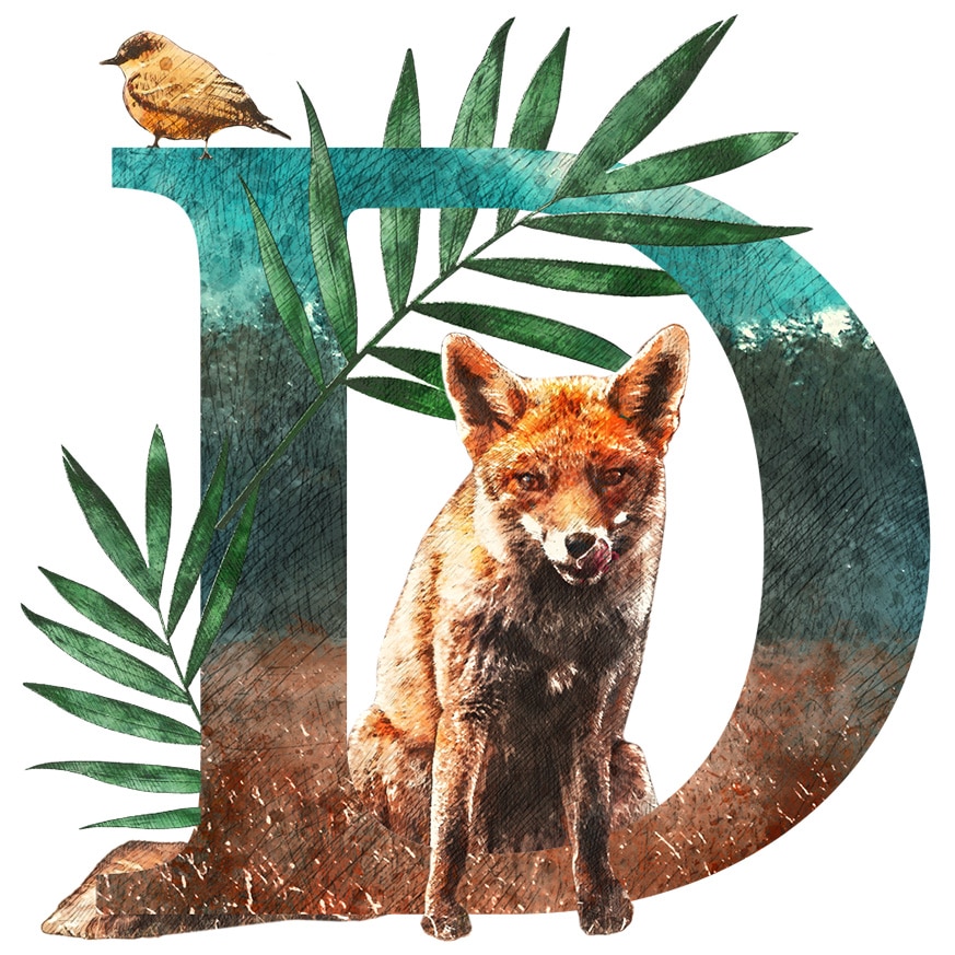 Sticker Cu Litera, D, Vulpe, Pasare, Frunze, cu Margini Albe, PVC Vinyl ...