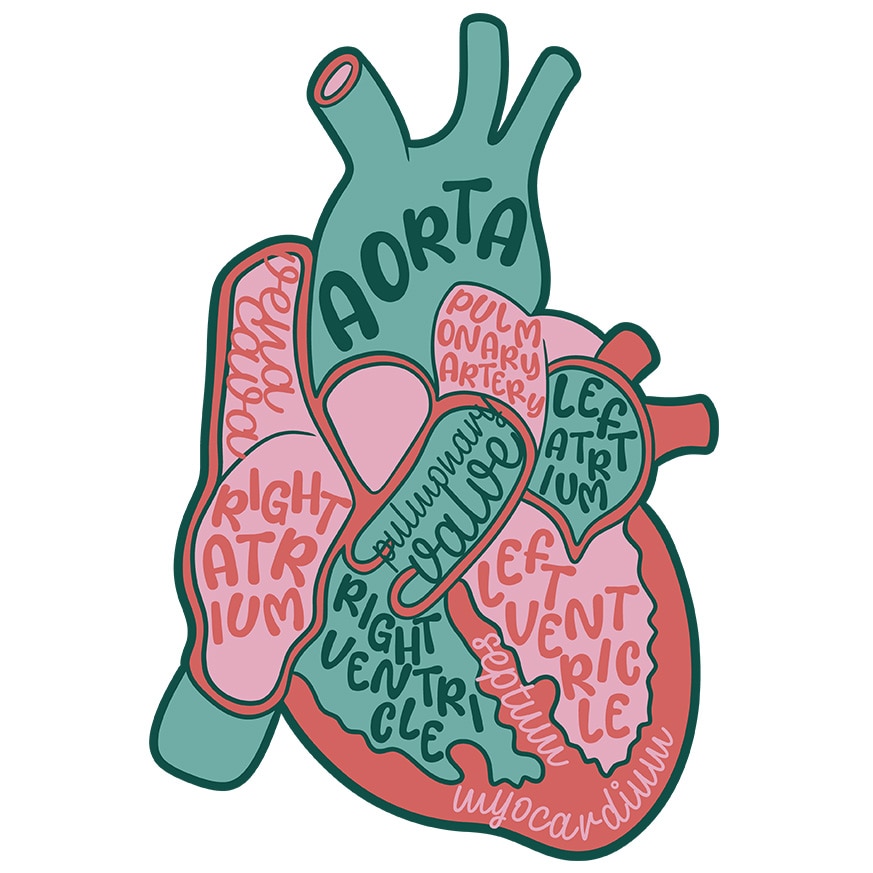Sticker Cu Inima, Anatomie, Componente, Biologie, Cardio, cu Margini ...