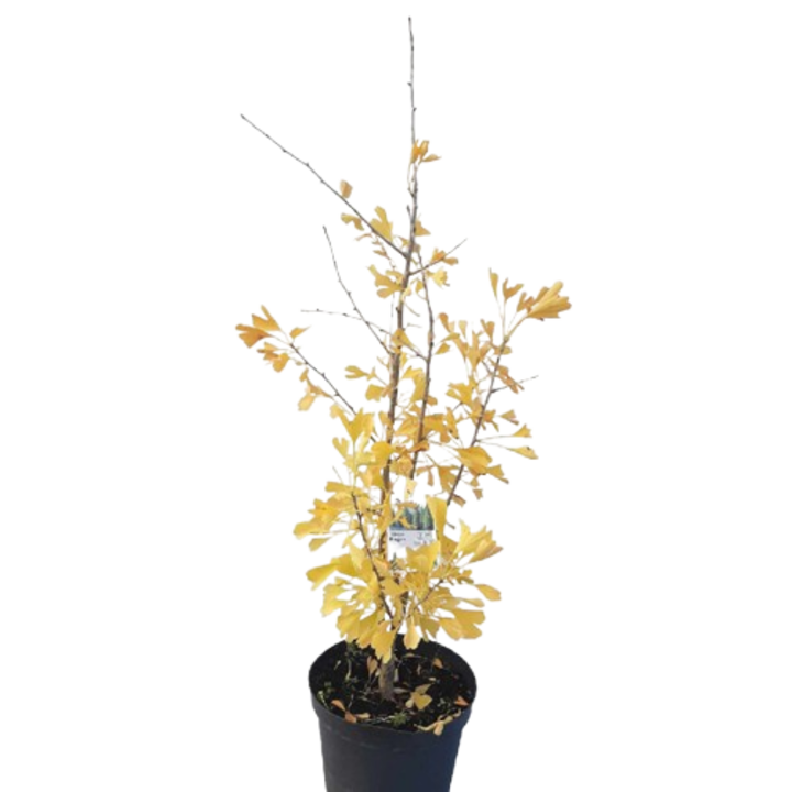 Copac ornamental-Ginko biloba Anny-Planta Terra - eMAG.ro