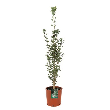 Copac ornamental-Ginko Biloba Menhir-Planta Terra - eMAG.ro