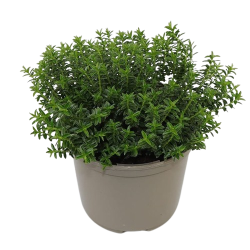 Planta Ornamentala Hebe New Zealand 13 Cm Planta Terra Emag Ro