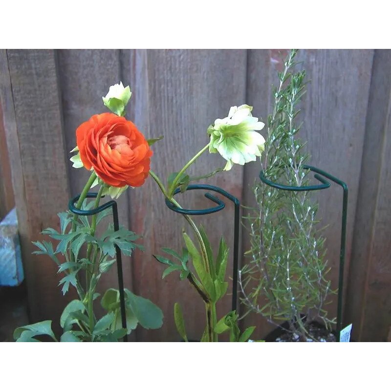 Set 6 suporti plante si legume cu sustinere pentru o singura tulpina ...