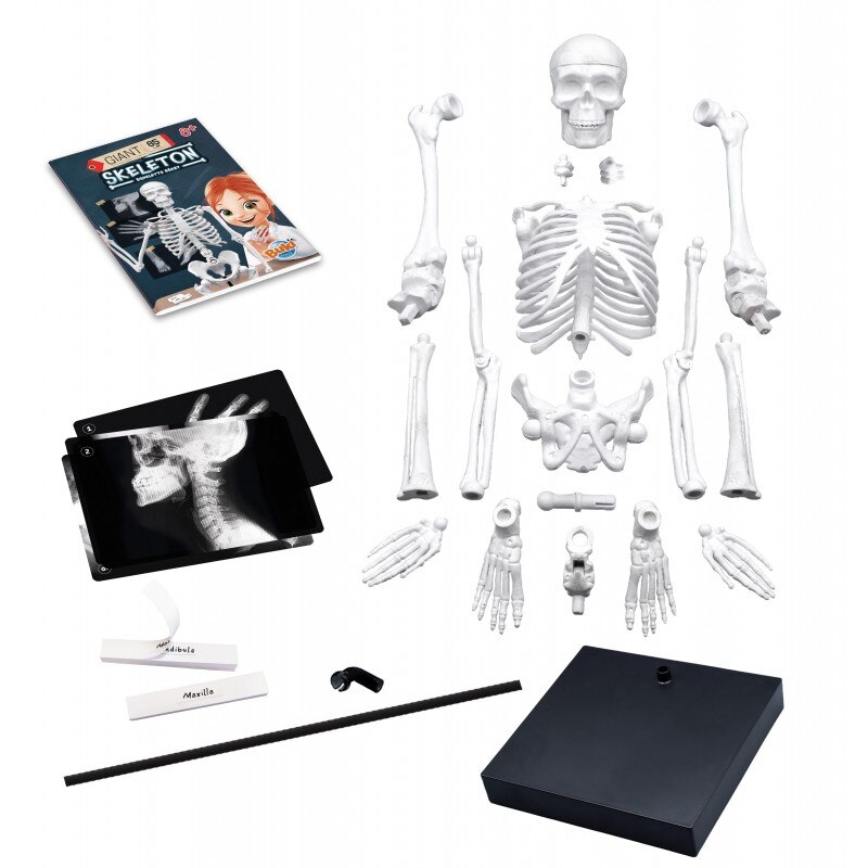 Macheta Schelet Corpul Uman 85 cm - eMAG.ro