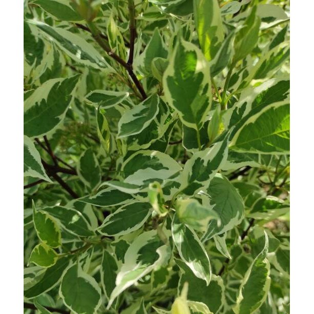 Arbust ornamental-Cornus Alba Sibirica Variegata-Planta Terra - eMAG.ro