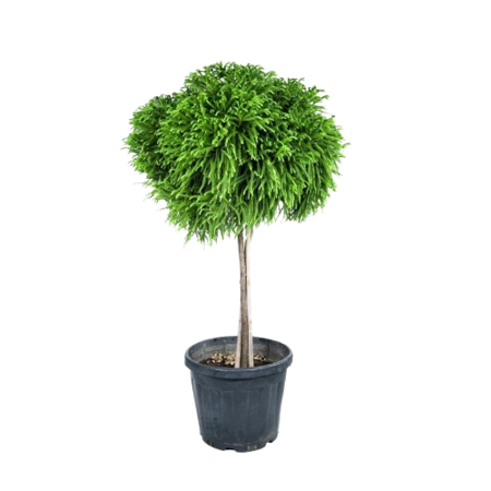 Arbore conifer-Cryptomeria 1/2 Fusto-Planta Terra - eMAG.ro