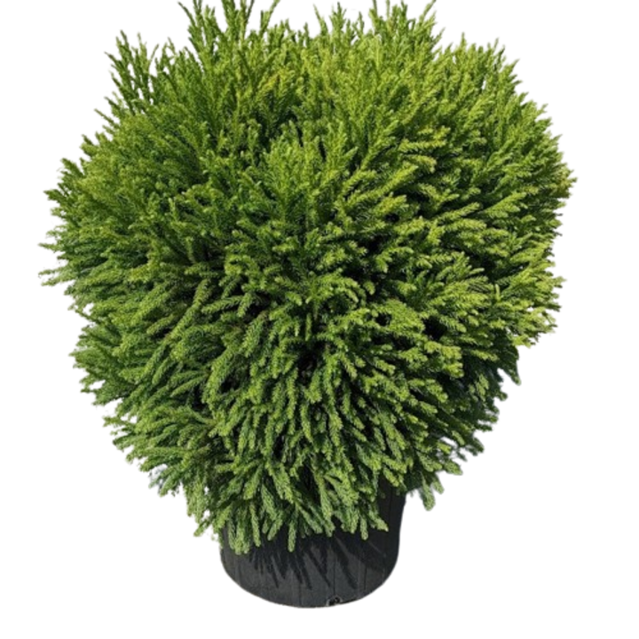 Arbust pitic-Cryptomeria Globosa Nana 35-40 -Planta Terra - eMAG.ro