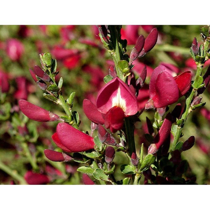 Arbust decorativ-Cytisus Ruby 40/60-Planta Terra - eMAG.ro