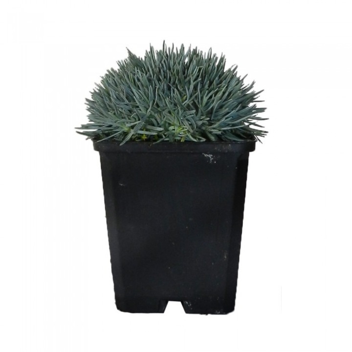 Planta perena-Dianthus Whatfield Magenta 13 cm-Garofita-Planta Terra ...