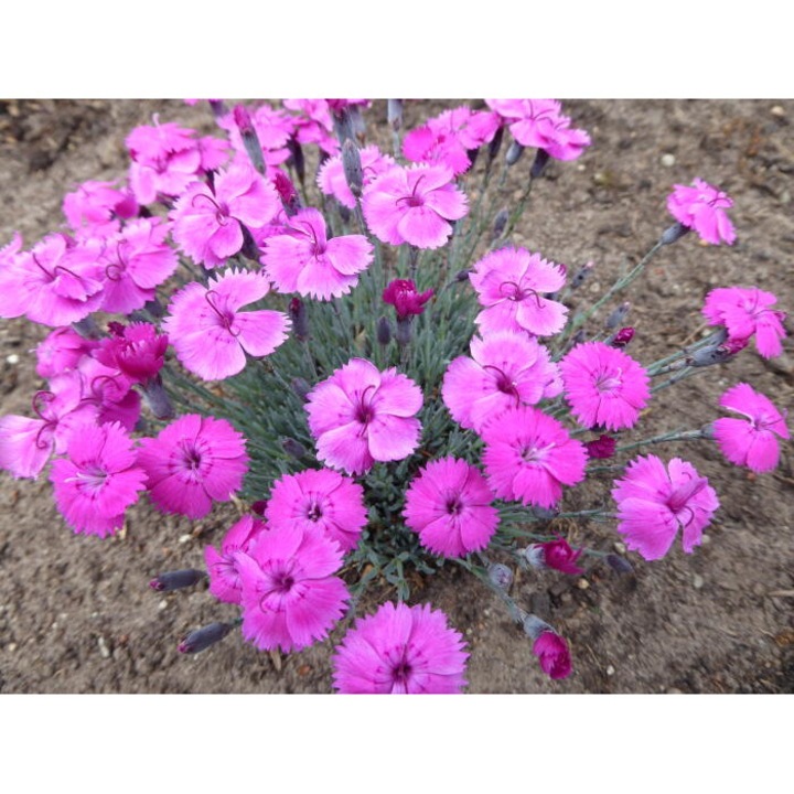 Planta perena-Dianthus Whatfield Magenta 13 cm-Garofita-Planta Terra ...