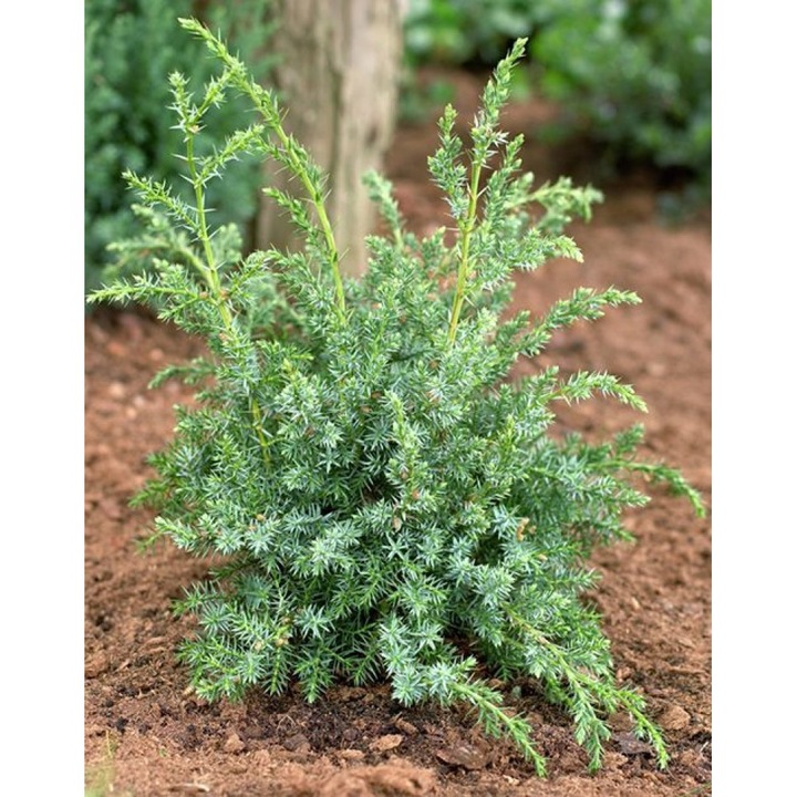 Ienupar-Juniperus Chinensis Blue Alps-Planta Terra - eMAG.ro