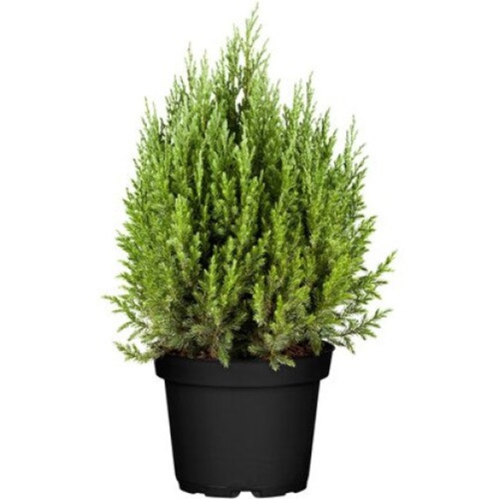 Ienupar-Juniperus Stricta-Planta Terra - eMAG.ro