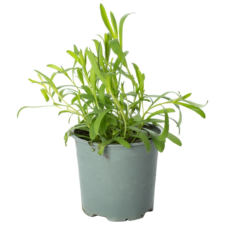 Tarhon, Artemisia dracunculus, planta naturala aromatica, in ghiveci ...