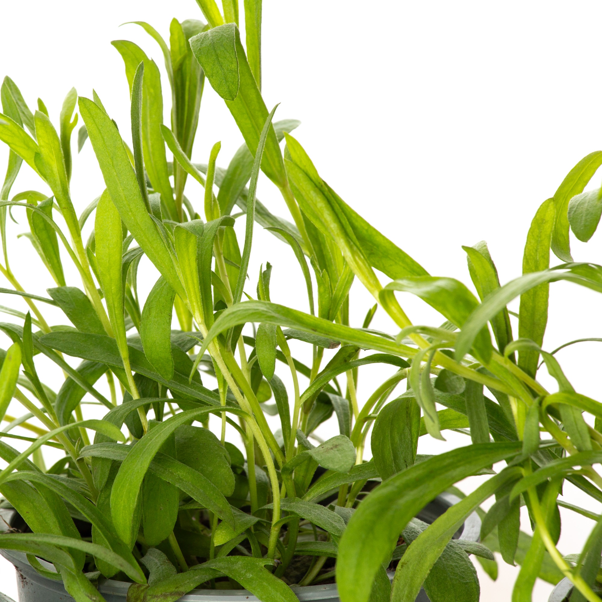 Tarhon, Artemisia dracunculus, planta naturala aromatica, in ghiveci ...