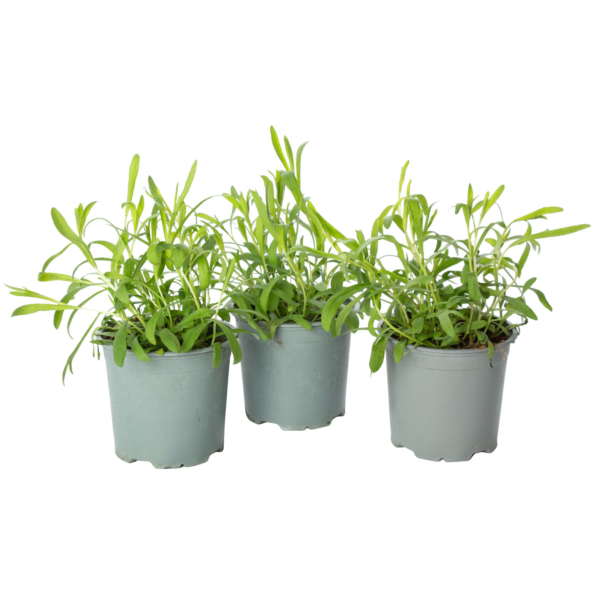 Tarhon, Artemisia dracunculus, planta naturala aromatica, in ghiveci P14, 15/20cm - eMAG.ro