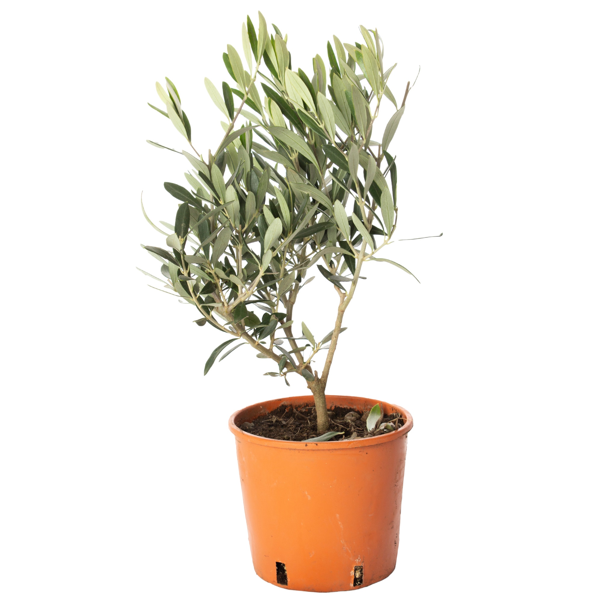 Maslin, Olea europea, planta naturala decorativa, in ghiveci P14, 25 ...