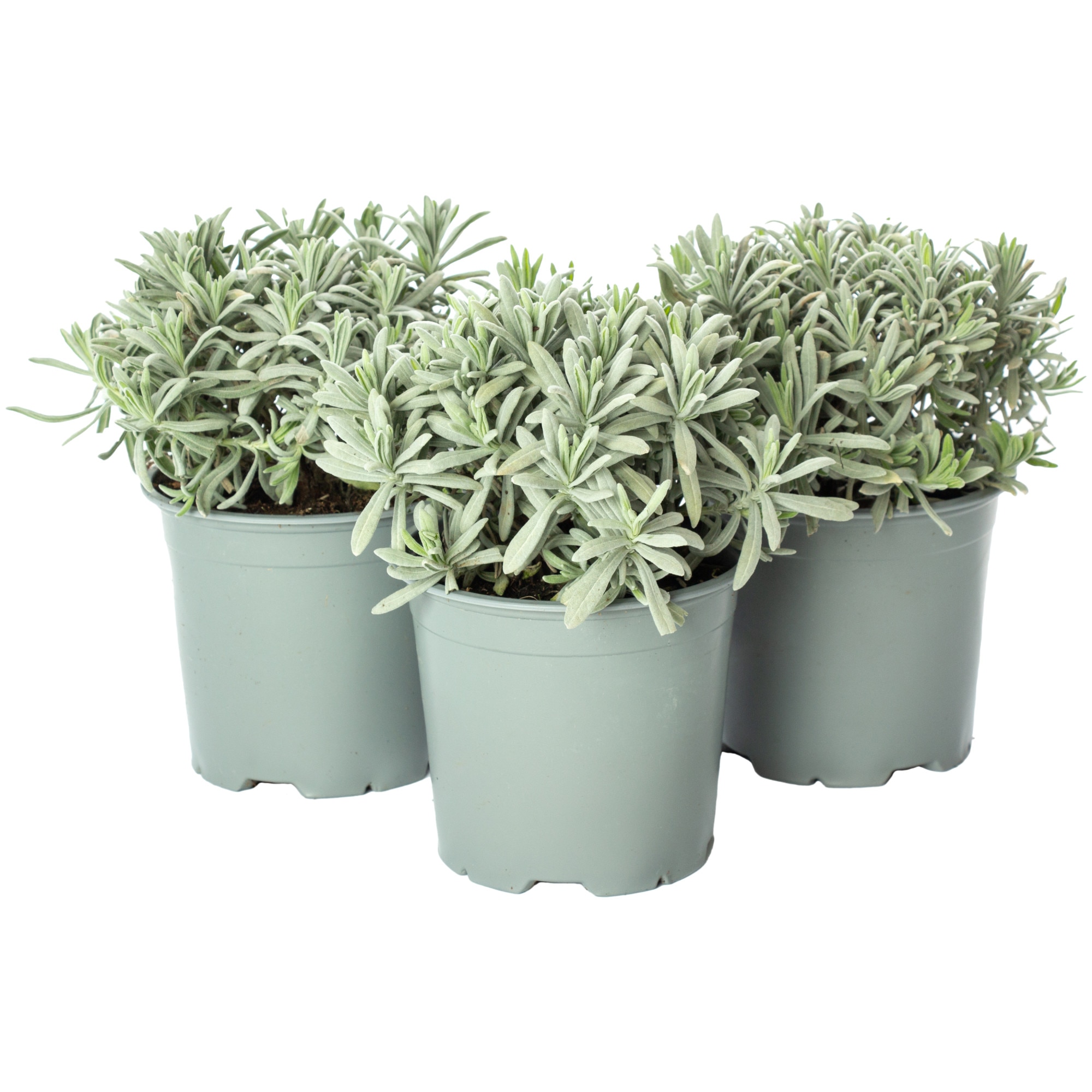 Levantica, Lavandula angustifolia, planta naturala decorativa, in ...