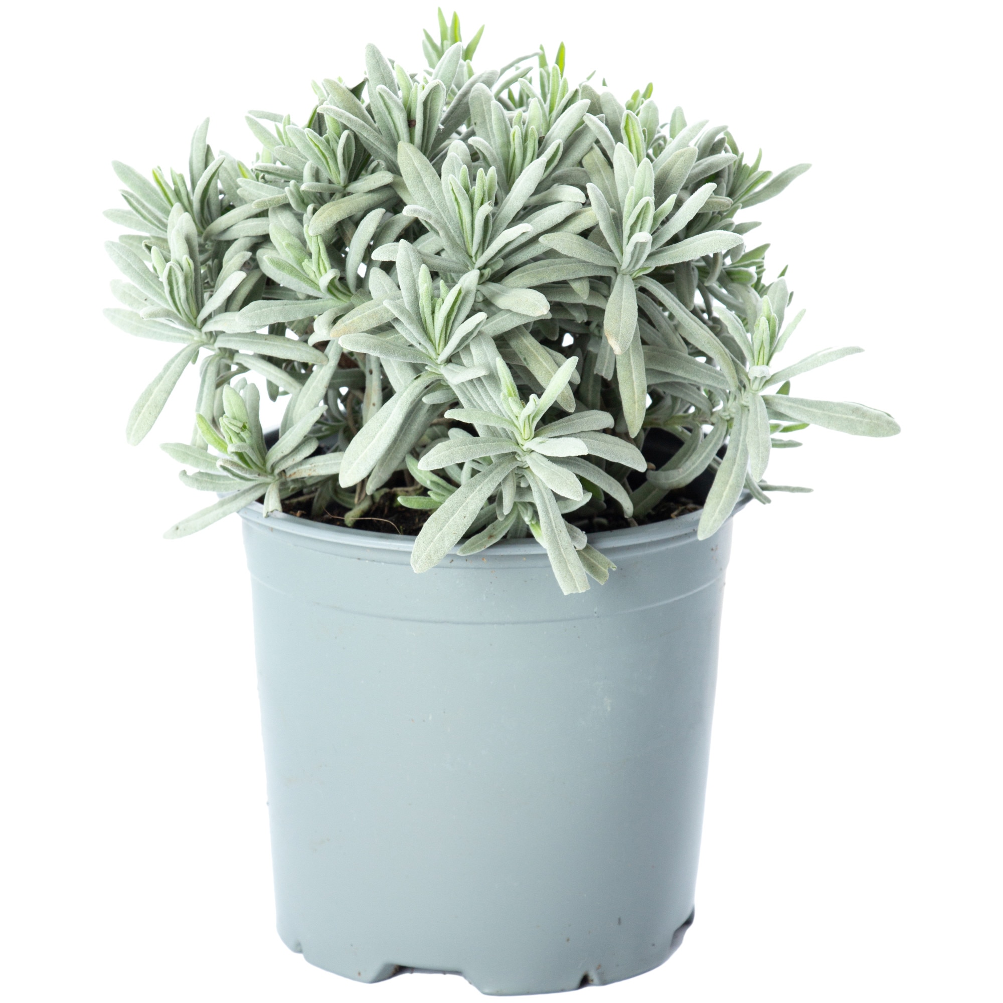 Levantica, Lavandula angustifolia, planta naturala decorativa, in ...