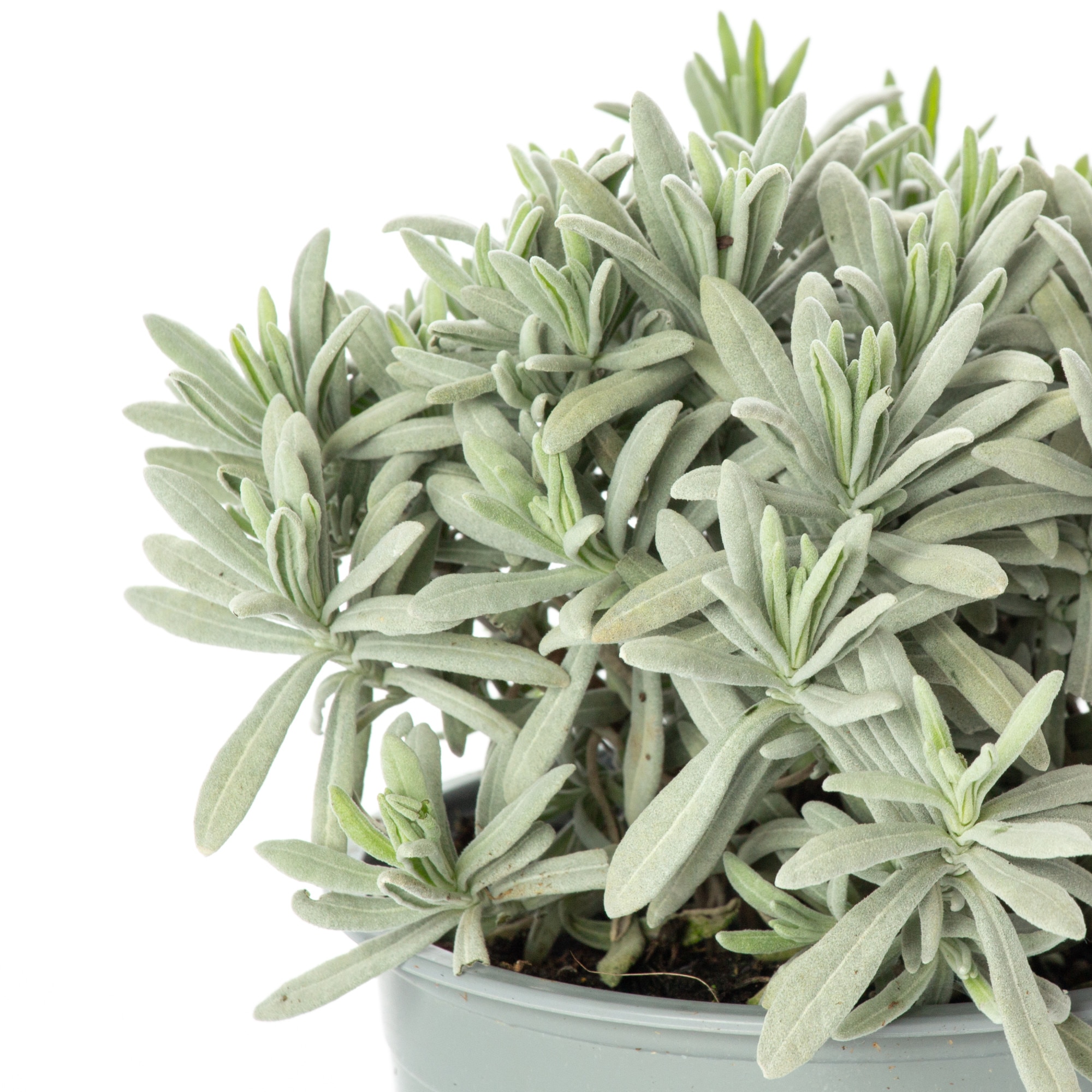 Levantica, Lavandula angustifolia, planta naturala decorativa, in ...